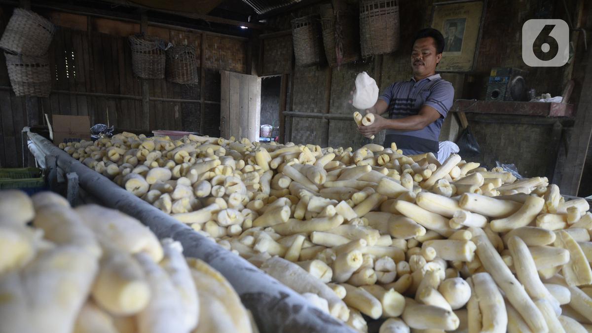 FOTO: Melihat Proses Pembuatan Tape Singkong - Foto Liputan6.com