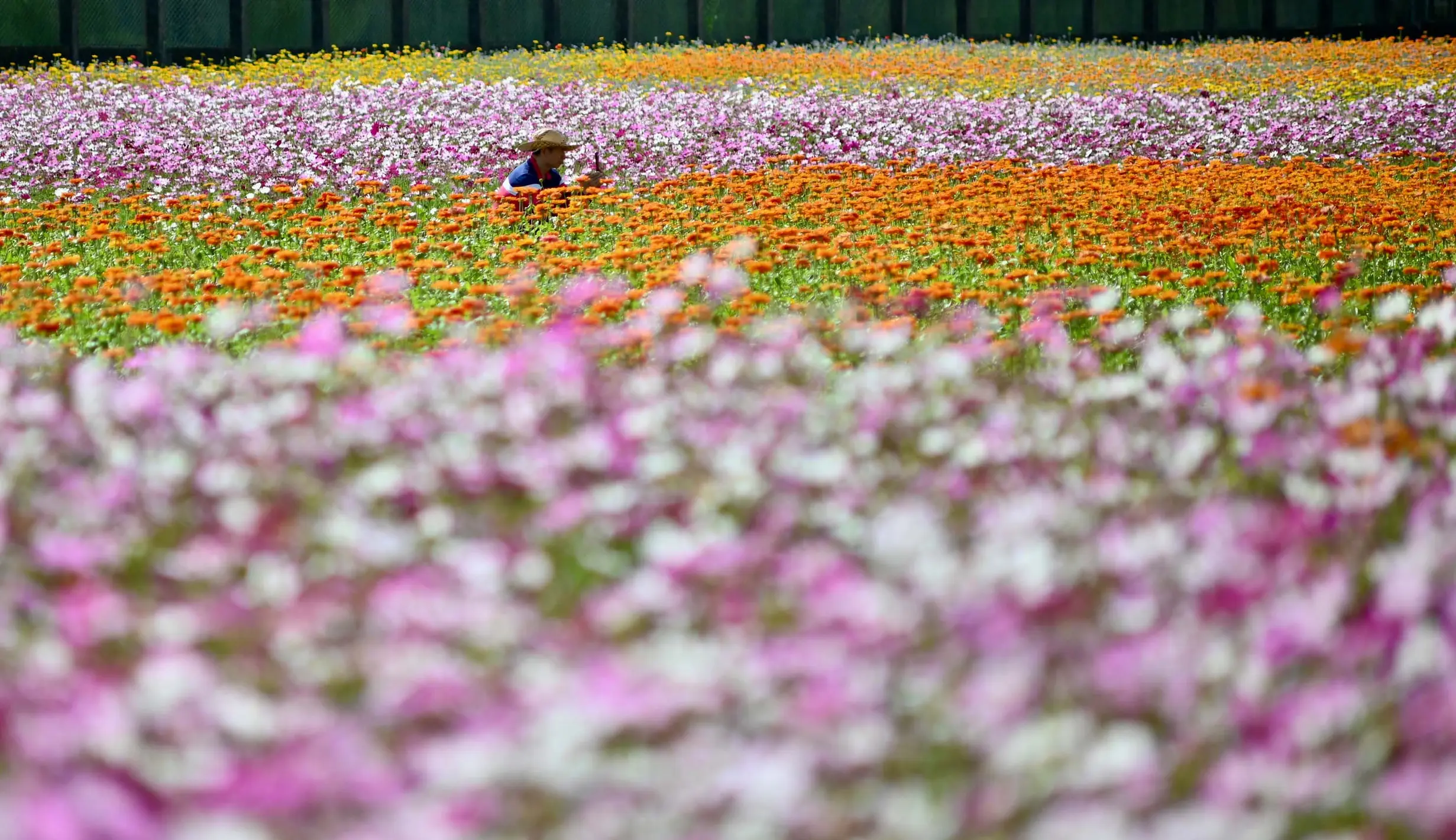 Ragam Pola Lukisan Ditampilkan di Festival Bunga Taoyuan 2023 - Foto ...