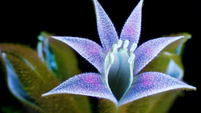 Lihat Keindahan Bunga yang Bisa Menyala dalam Gelap - Citizen6 Liputan6.com