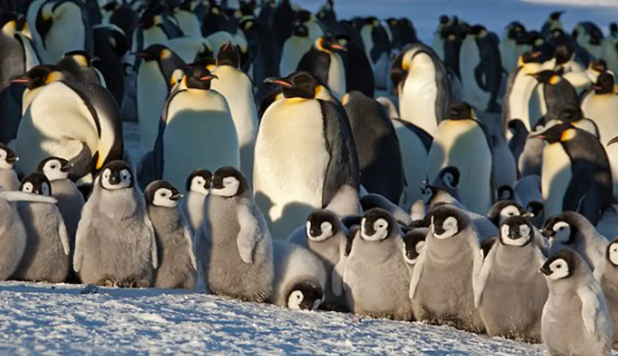 Yuk Lihat Perjalanan Bayi Pinguin Menjadi Dewasa - Foto Liputan6.com