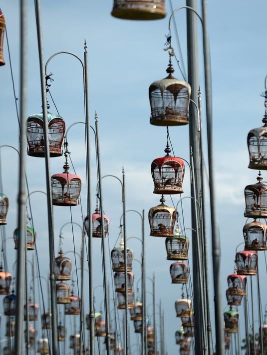 PHOTO: Ribuan Burung Adu Kicauan Merdu di Thailand - Foto Liputan6.com