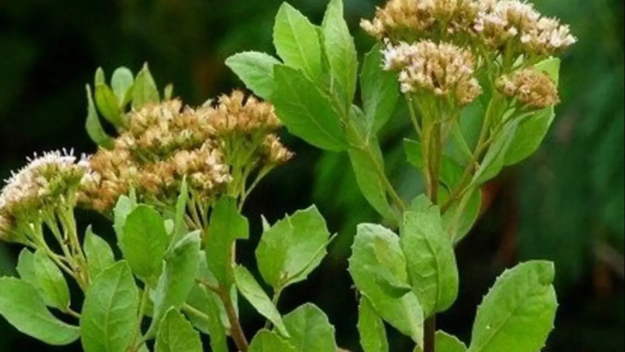 Mengenal Daun Beluntas, Salah Satu Bahan Jamu Madura untuk Melancarkan ...