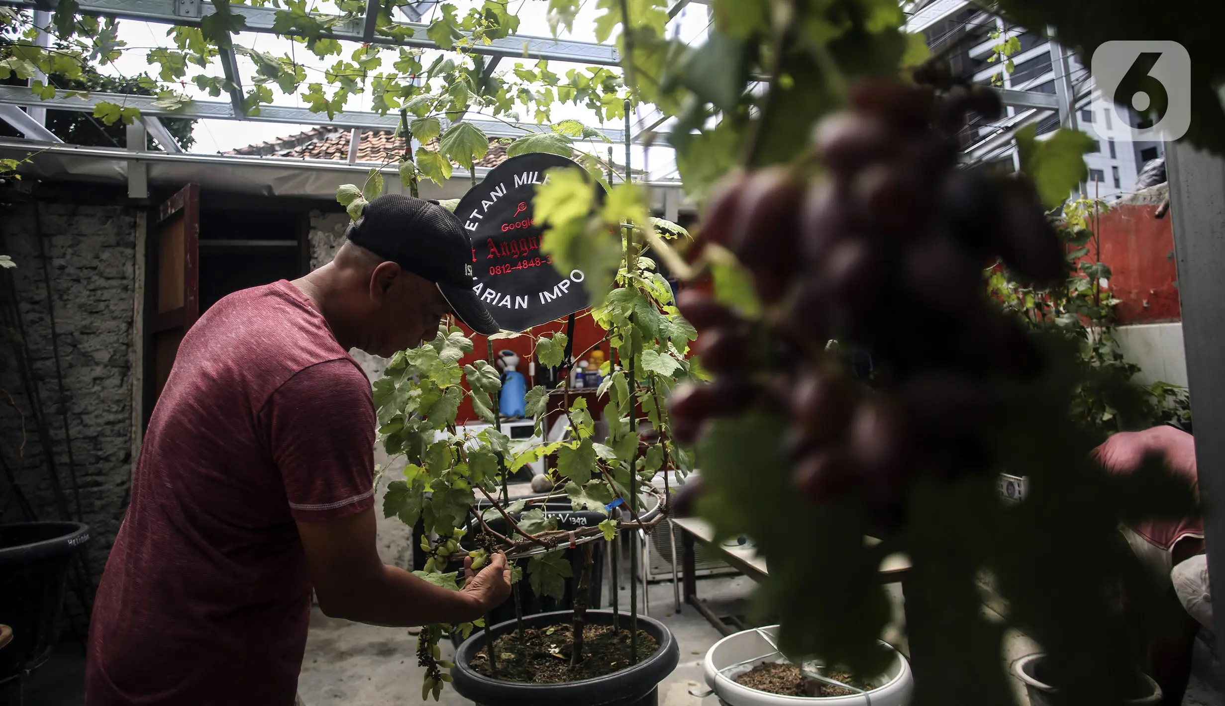 FOTO: Pengembangan Varietas Baru Anggur - Foto Liputan6.com