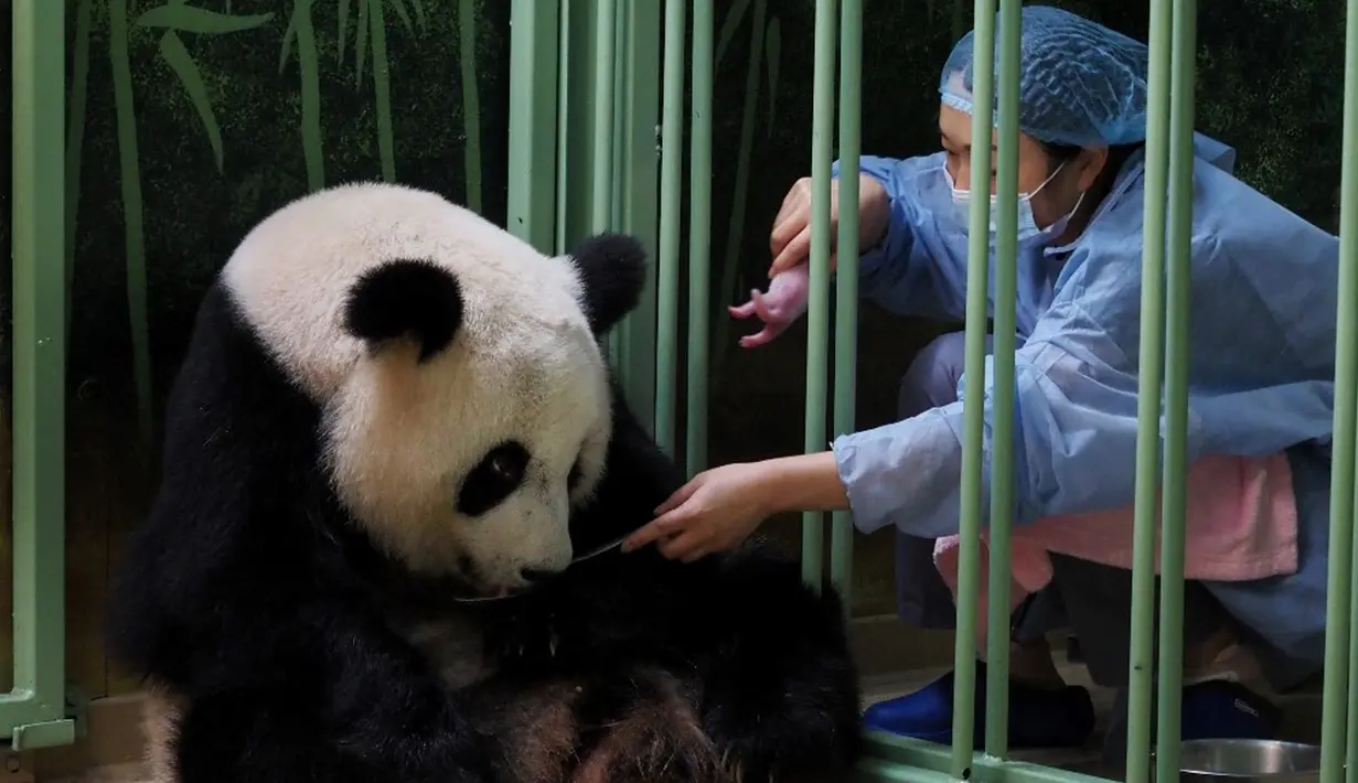 FOTO: Panda China yang Dipinjamkan ke Prancis Lahirkan Anak Kembar ...