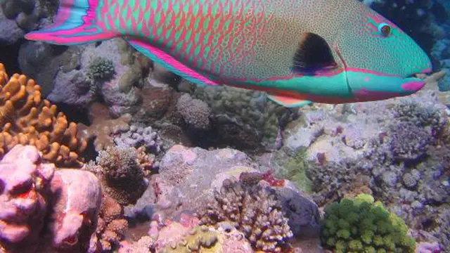 7 Ikan Paling Cantik di Muka Bumi - Citizen6 Liputan6.com