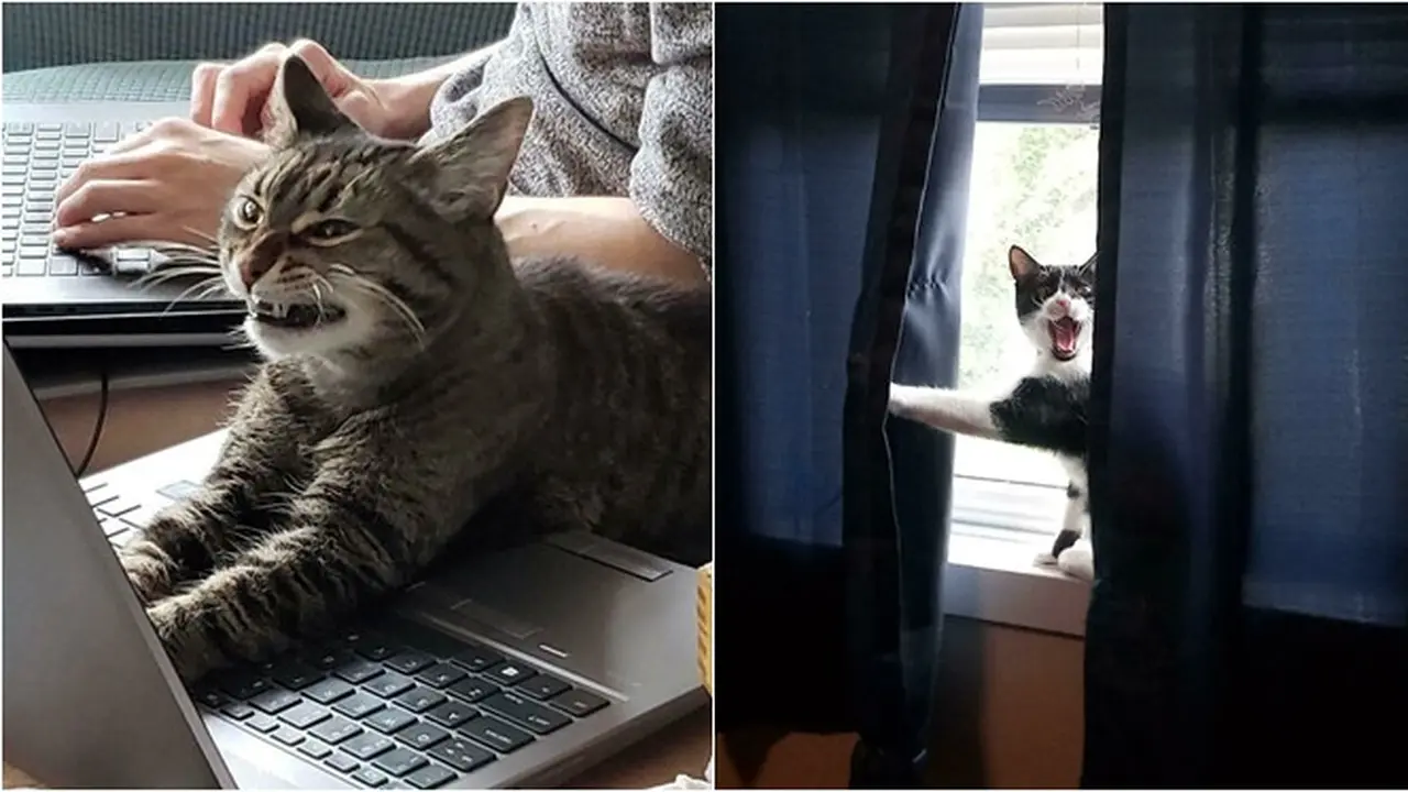 7 Potret Reaksi Lucu Kucing saat Marah, Pamer Taring - Hot Liputan6.com