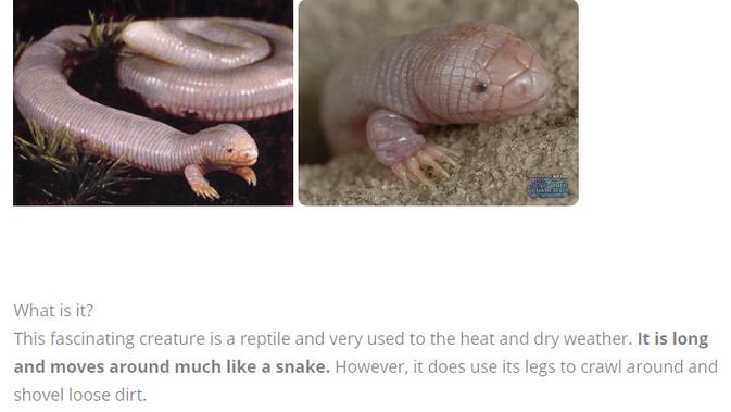 Cek Fakta: Tidak Benar Informasi Binatang Tanda Kiamat Dabbah Muncul di ...