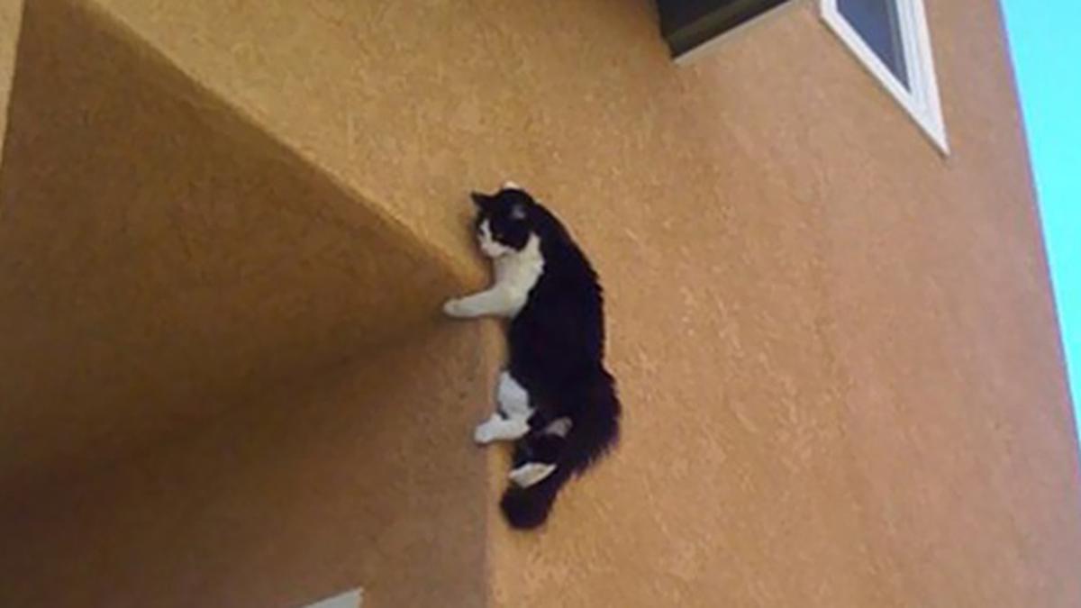 Kucing Lucu Ini Bisa Sembunyi Mirip Ninja - Photo Fimela.com