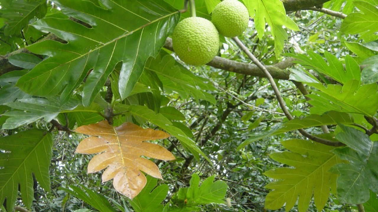 12 Manfaat Buah Sukun bagi Kesehatan, Cocok untuk Diet
