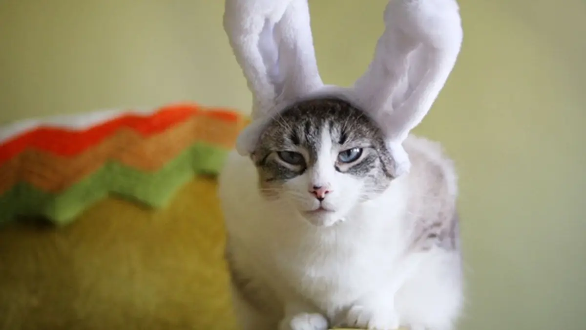 10 Kucing Menggemaskan Dengan Kostum Unik - Photo Fimela.com