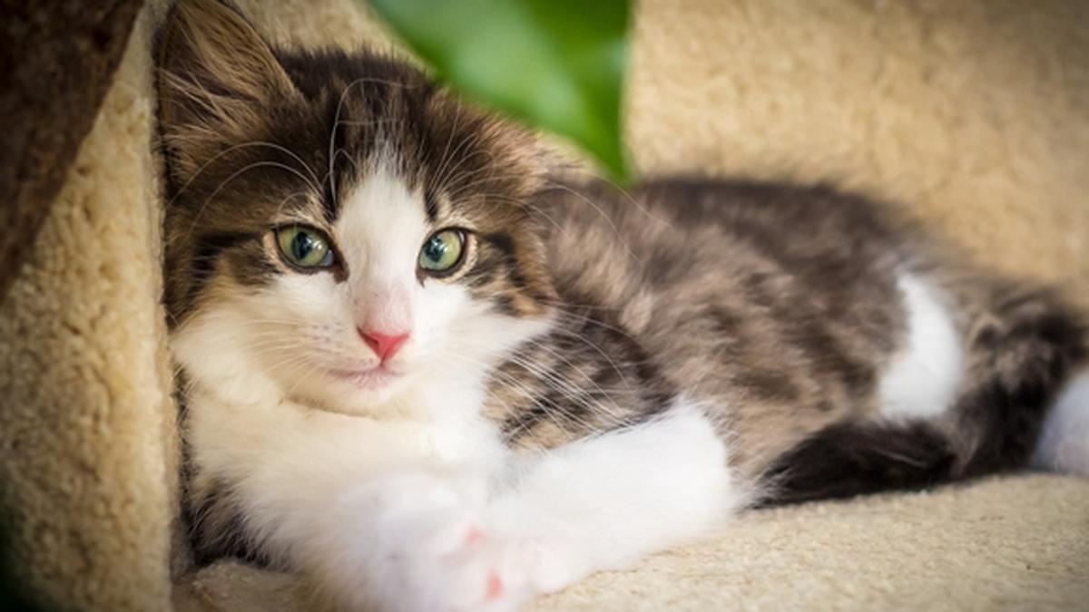 Pelajaran Hidup dari Induk Kucing yang Kehilangan Tiga Anaknya