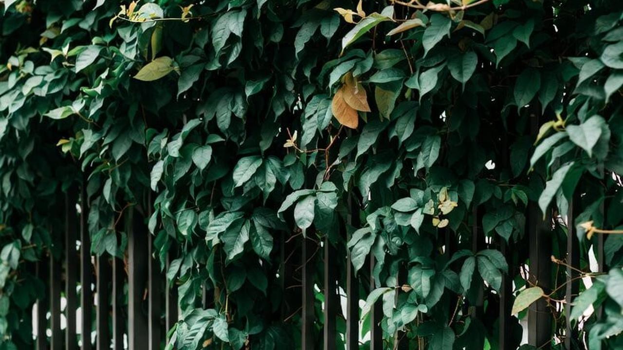 10 Tanaman Rambat Daun Tebal yang Tidak Mudah Gugur, Cocok untuk ...