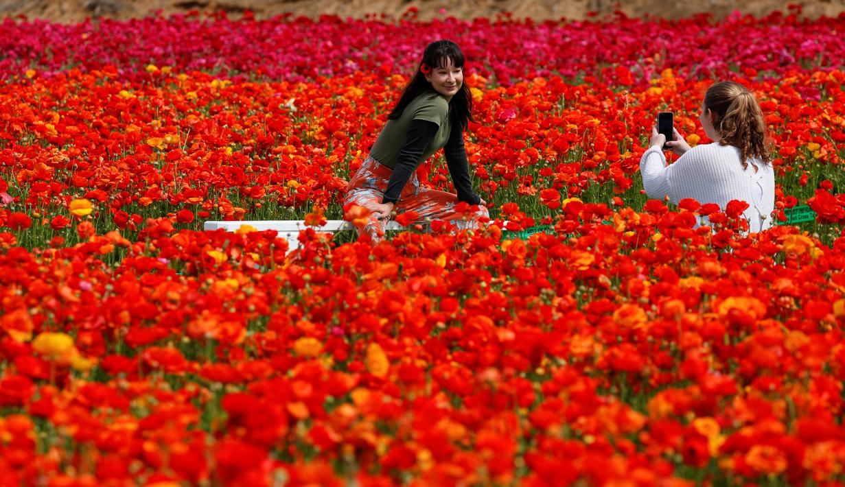 FOTO: Warna-warni Kebun Bunga di California - Foto Liputan6.com
