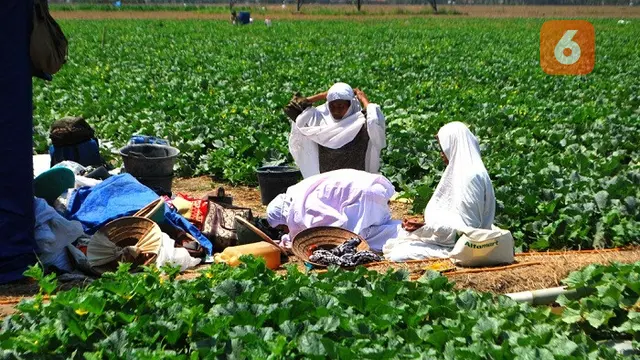 Sujud Syukur di Tengah Kepungan Ulat Melon - Regional Liputan6.com