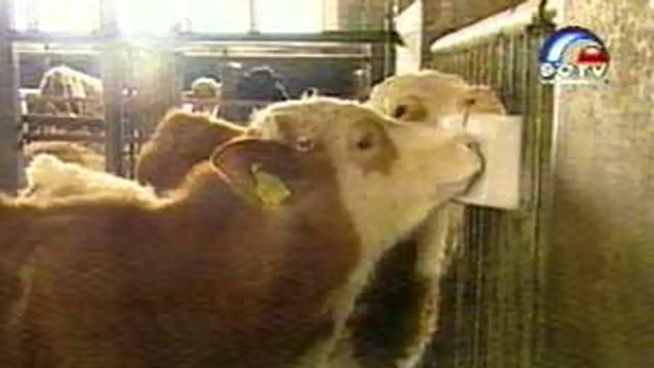 Virus Sapi Gila Mengancam Uni Eropa - Global Liputan6.com