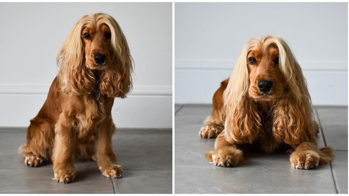 Punya Rambut Panjang Seperti Manusia, Anjing Ini Sering Dikira Pakai Wig