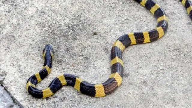 Waspada, 3 Jenis Ular Ini Kerap Berkeliaran di Rumah - Citizen6 ...