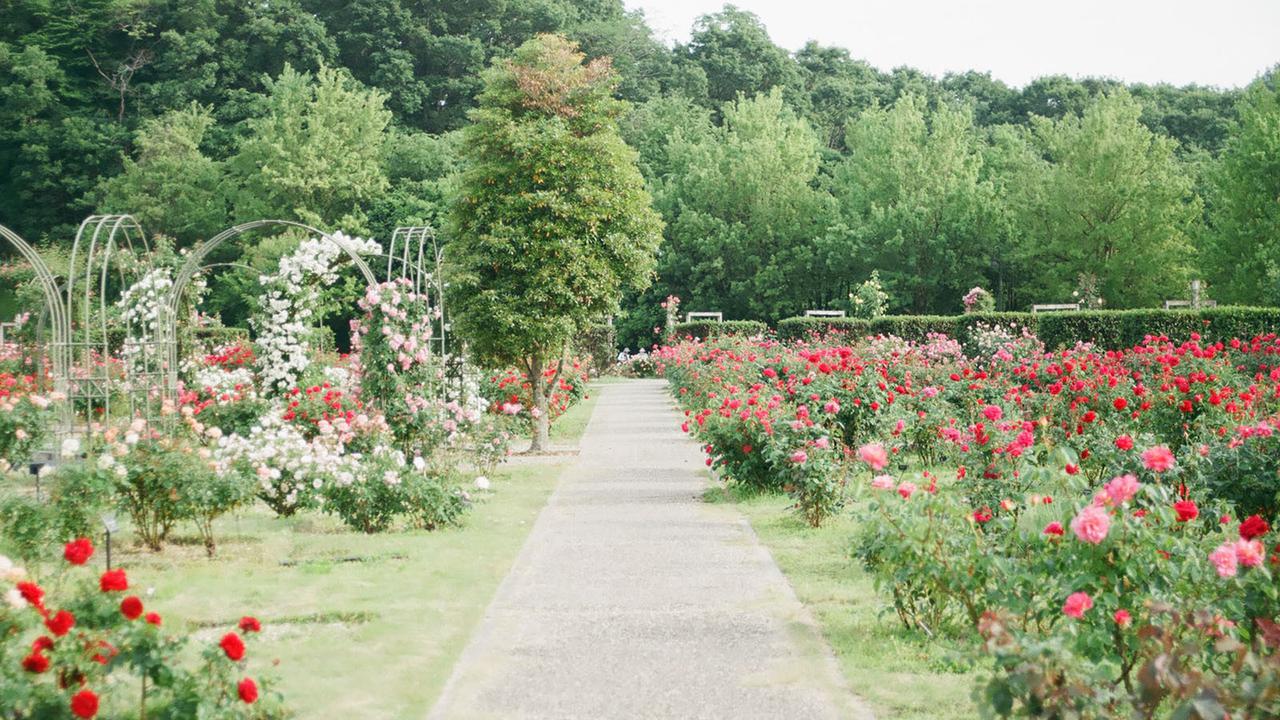 14 Jenis-Jenis Bunga Taman dan Karakteristiknya yang Populer