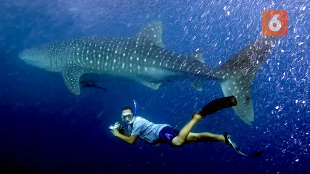 Sejarah Hari Hiu Paus Internasional yang Jatuh Setiap 30 Agustus ...