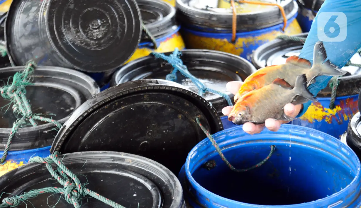 Petani Ikan Waduk Cirata Menjerit karena Kenaikan Harga Pangan - Foto ...
