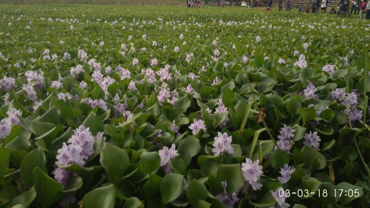10 Manfaat Eceng Gondok Bagi Kehidupan, Bisa Jadi Bahan Biogas