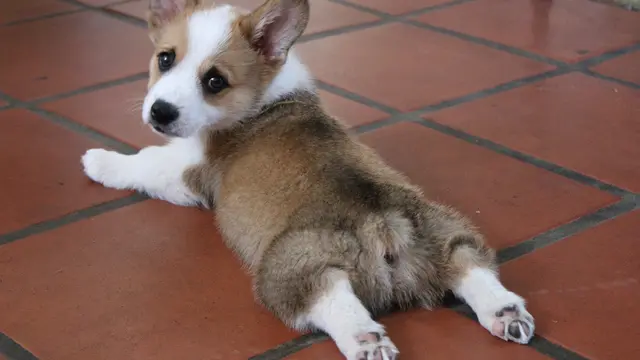 Splooting, Pose Lucu Anjing untuk Bersantai dan Mendinginkan Tubuh - Health Liputan6.com