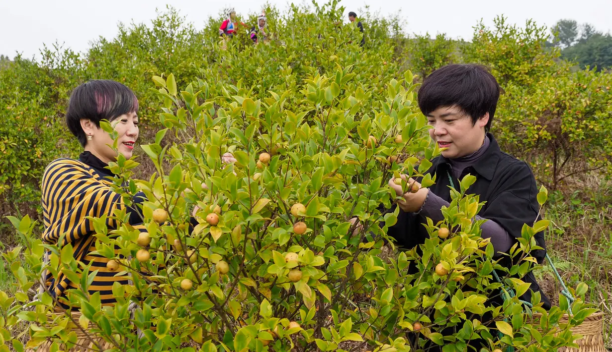 FOTO: Panen Biji Teh Camellia di Lishui - Foto Liputan6.com