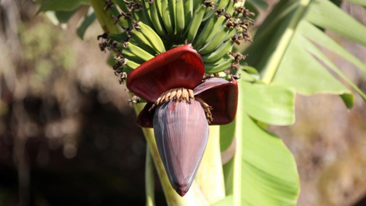 Ini Nih Kandungan Dan Manfaat Sehat Bunga Pisang - Parenting Fimela.com