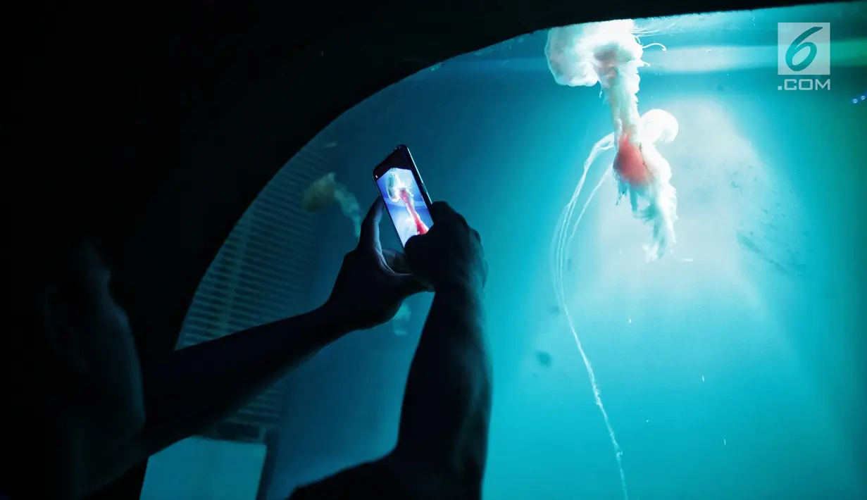 FOTO: Menjelajahi Wahana Jellyfish Sphere di Seaworld Ancol Saat Libur ...