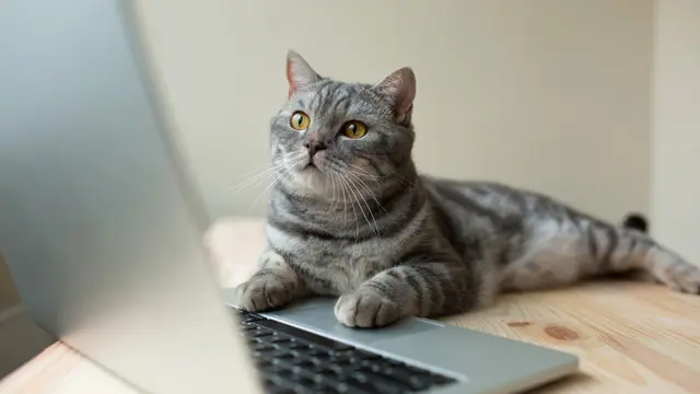 Suka Mengganggu, Ini Dia Alasan Kucing Senang Bersantai di Atas ...