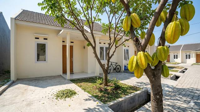 8 Pohon Buah untuk Rumah Subsidi yang Tidak Membuat Halaman Jadi Sarang ...
