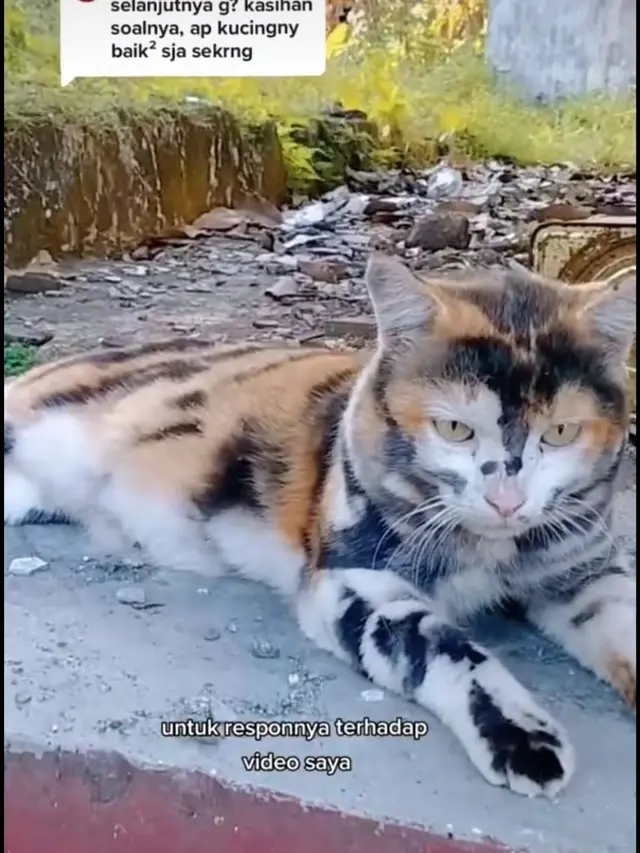 Viral Kucing Diwarnai Motif Harimau Ini Lucu Tapi Kasihan, Begini ...