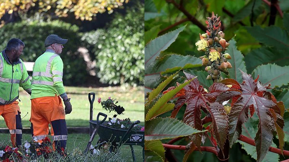 Sering Ditemui di Pekarangan, Bunga Ini Ternyata Lebih Beracun dari Sianida