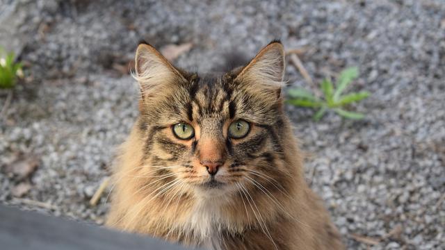 12 Macam-Macam Jenis Kucing Berbulu Panjang, Lucu dan Menggemaskan ...