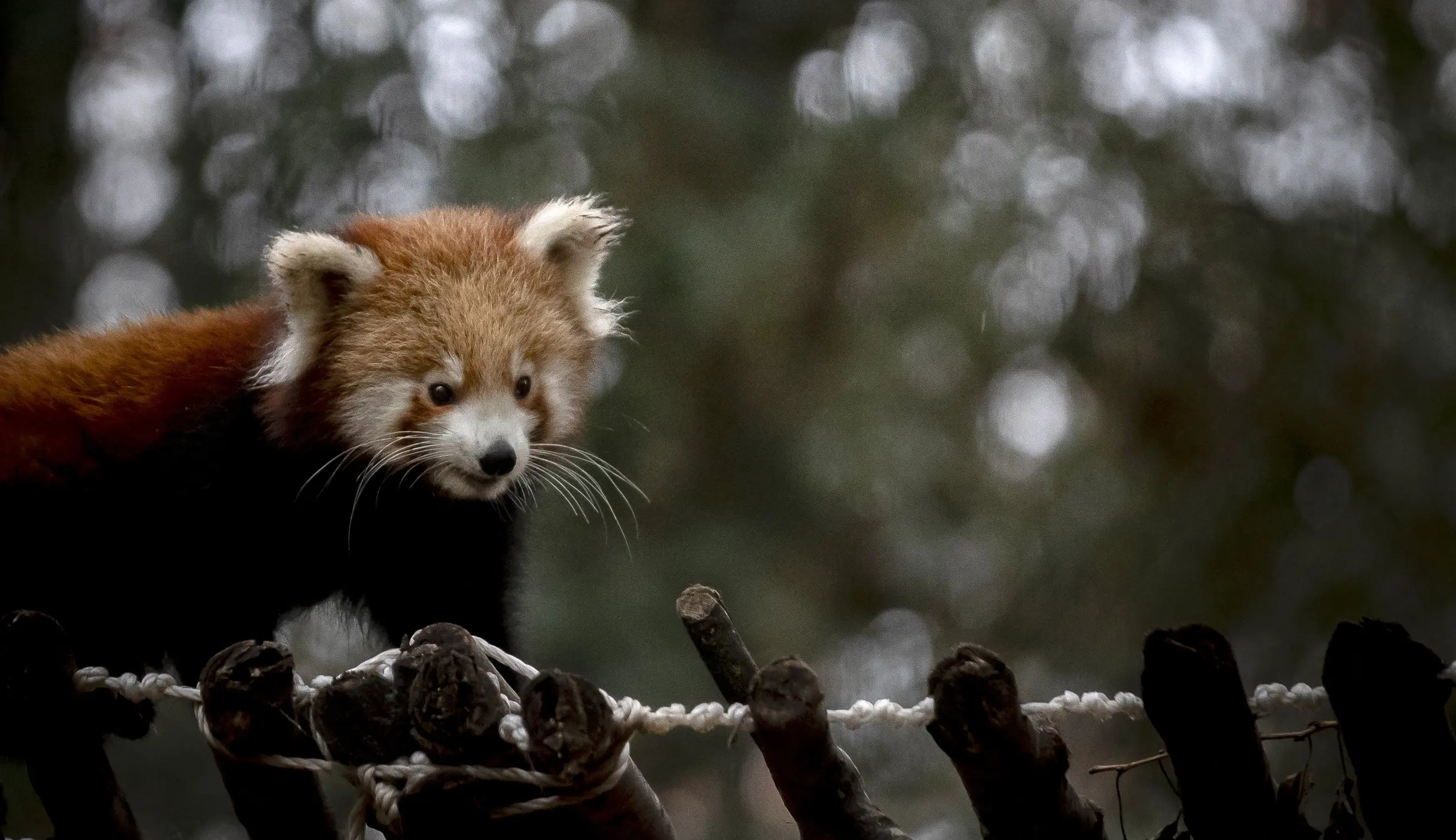 Panda Merah Imut Menjadi Daya Tarik Baru di Kebun Binatang Lisbon ...