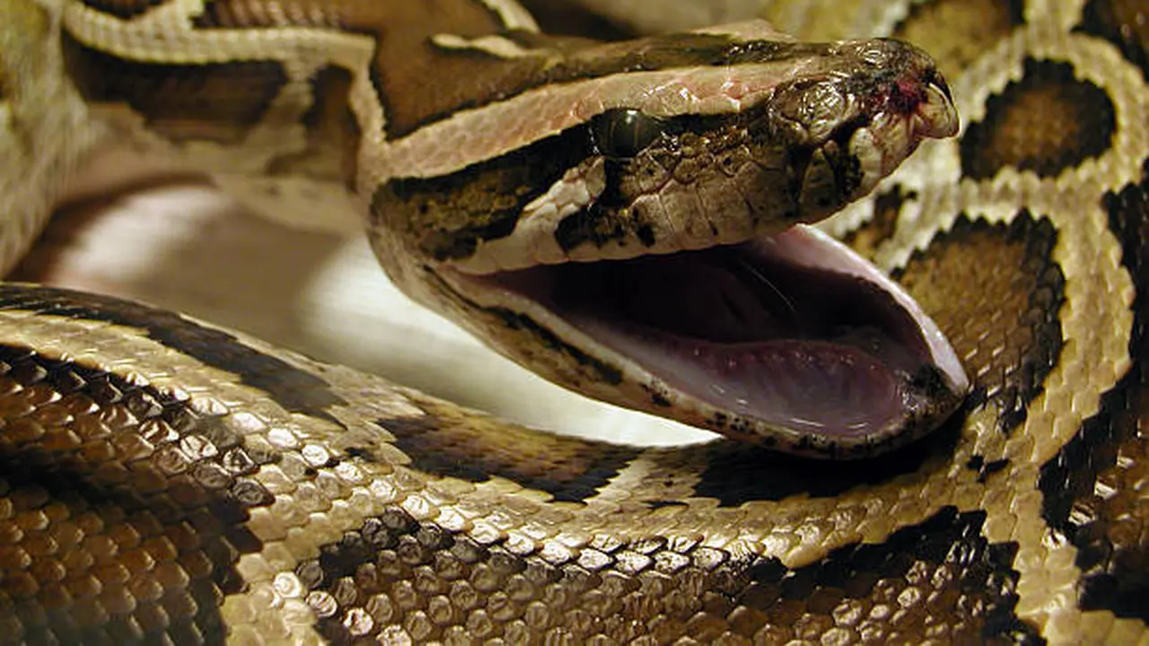 5 Jenis Ular Terbesar di Dunia yang Memiliki Karakteristik Unik ...