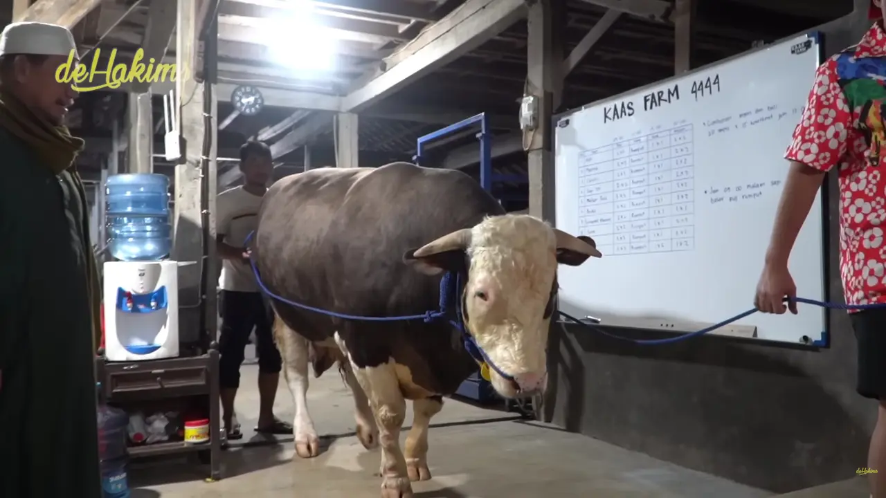 Penampakan 4 Sapi Jumbo Irfan Hakim untuk Kurban Idul Adha 2024 ...