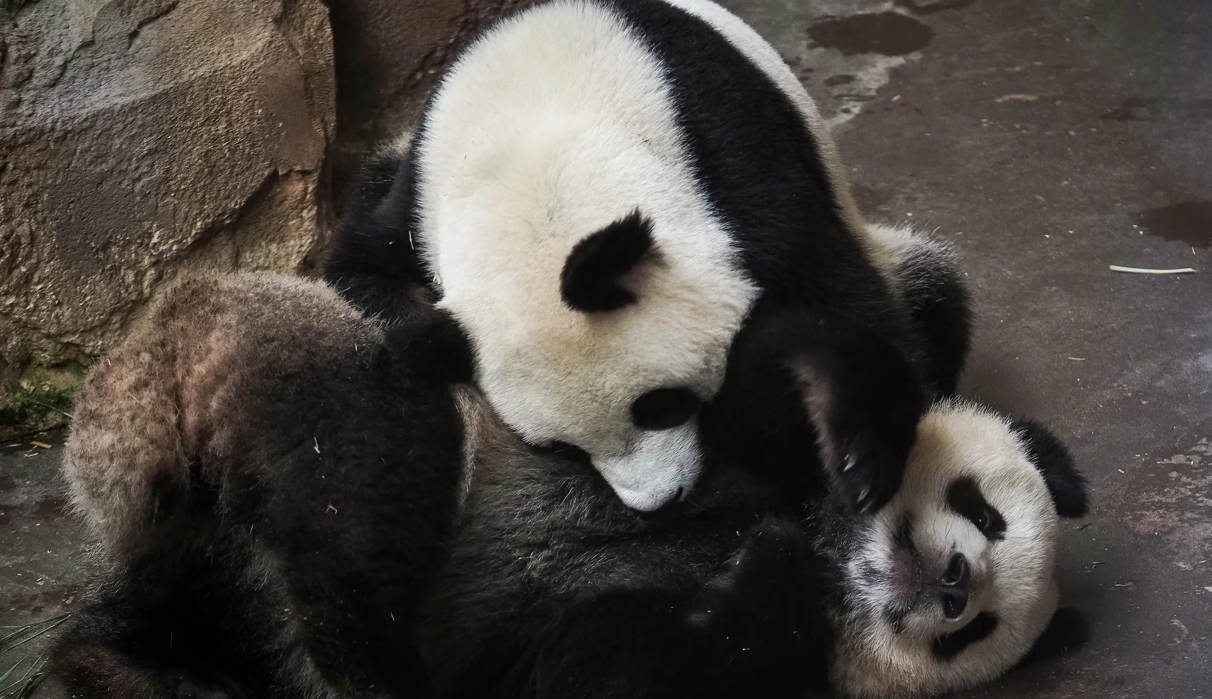 FOTO: Melihat Tingkah Lucu Anak Panda di Kebun Binatang - Foto Liputan6.com
