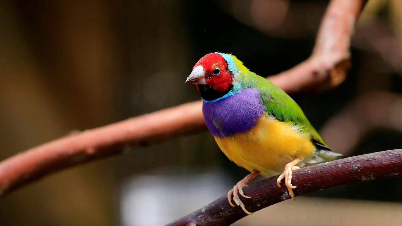 Keindahan dalam Sayap, Ini 32 Burung dengan Warna Paling Menakjubkan di ...