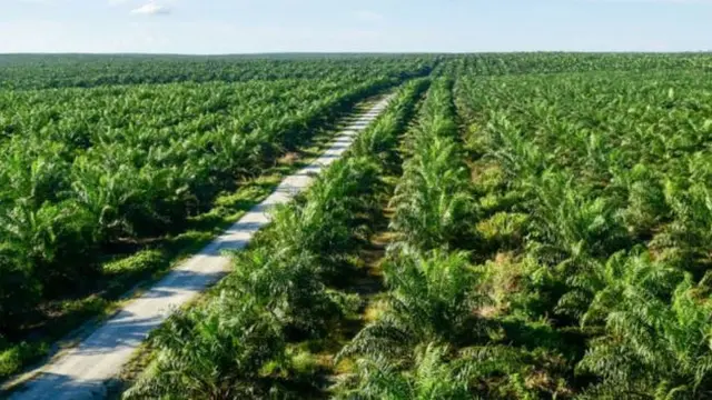 Produksi CPO Dharma Satya Nusantara Naik 3,5% pada 2023 - Saham Liputan6.com