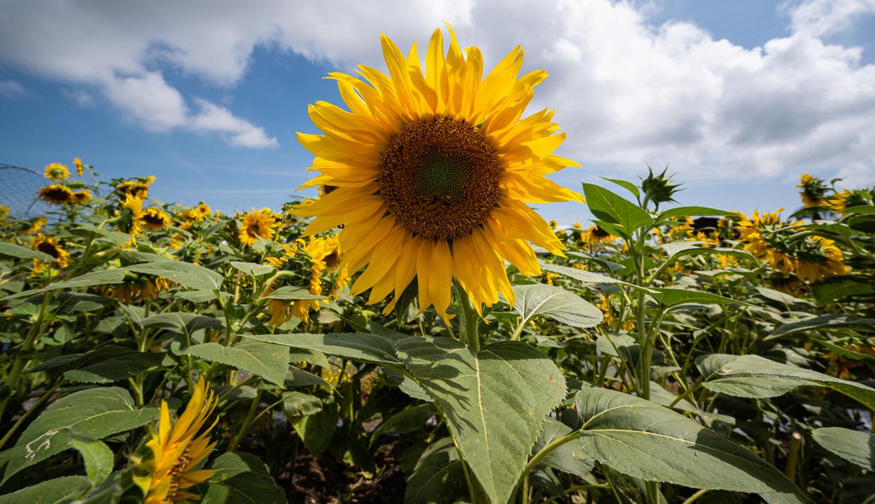 FOTO: Mengunjungi Taman Bunga Matahari di Bagan Datuk Malaysia