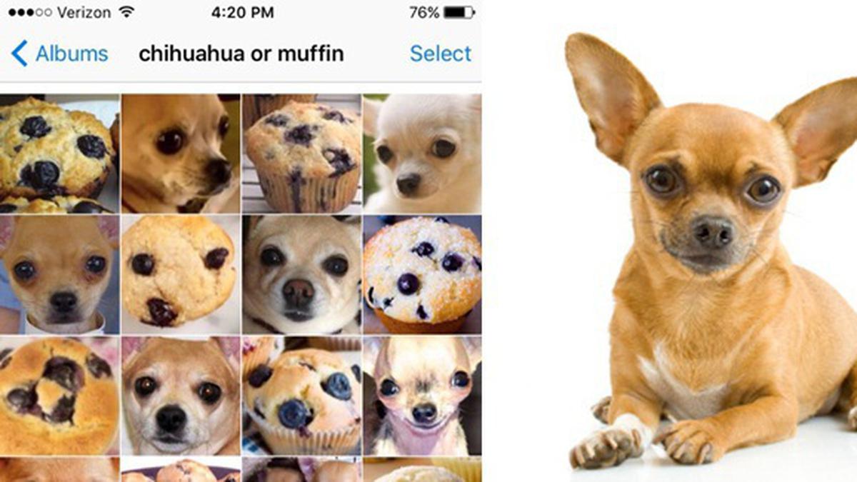 Tes Mata! Bisa Bedakan Nggak, Anjing Atau Benda Lain? - Beauty Fimela.com