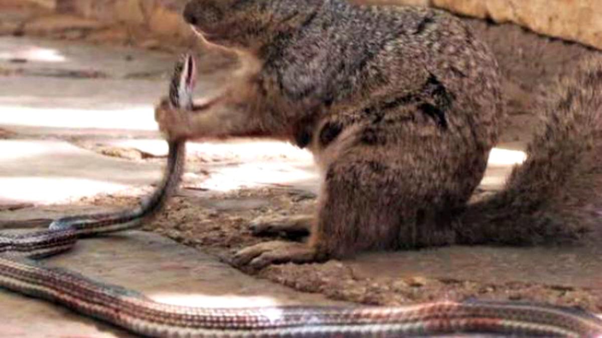 Luar Biasa, Bajing Ini Menyantap Seekor Ular - Global Liputan6.com