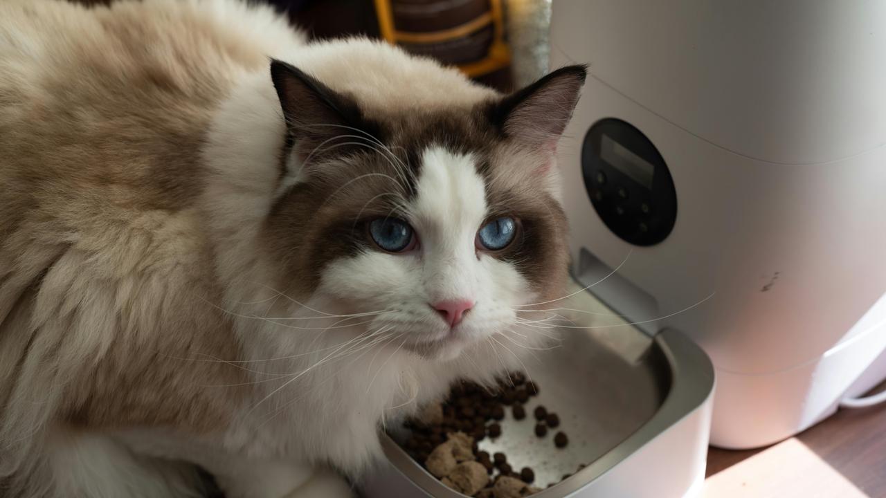 10 Rekomendasi Makanan Kucing Murah dan Berkualitas di 2025