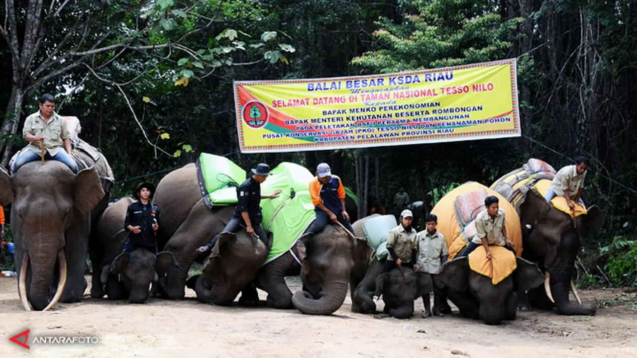 Pusat Konservasi Gajah Senilai Rp 2,5 M Dibangun di Riau - News ...