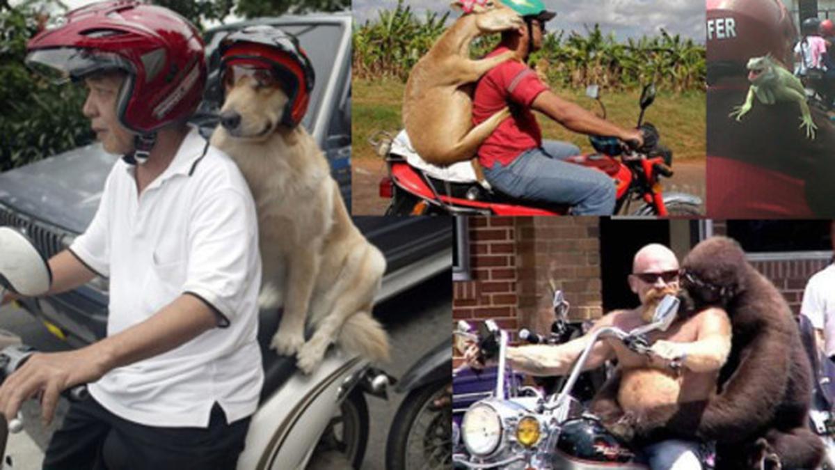 7 Trik Sepeda Motor Bonceng Binatang - Berita Otosia.com