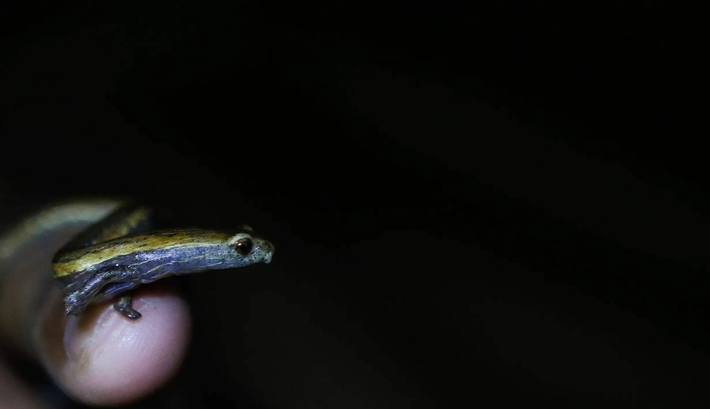 Melihat Salamander Mombacho yang Nyaris Punah di Nikaragua - Foto ...