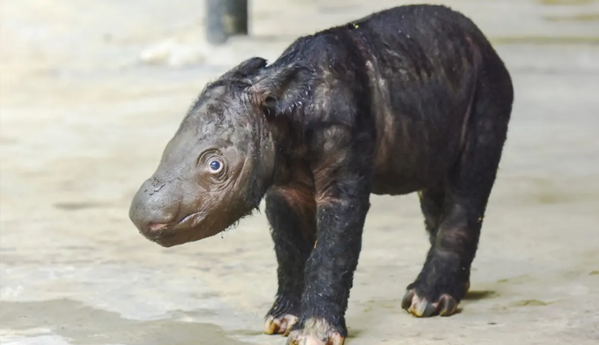 Potret Menggemaskan Bayi Badak Sumatera yang Lahir di Taman Nasional ...