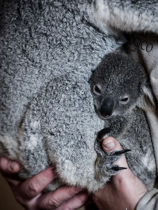 FOTO: Imutnya Bayi Koala yang Lahir di Kebun Binatang Lisbon - Foto ...