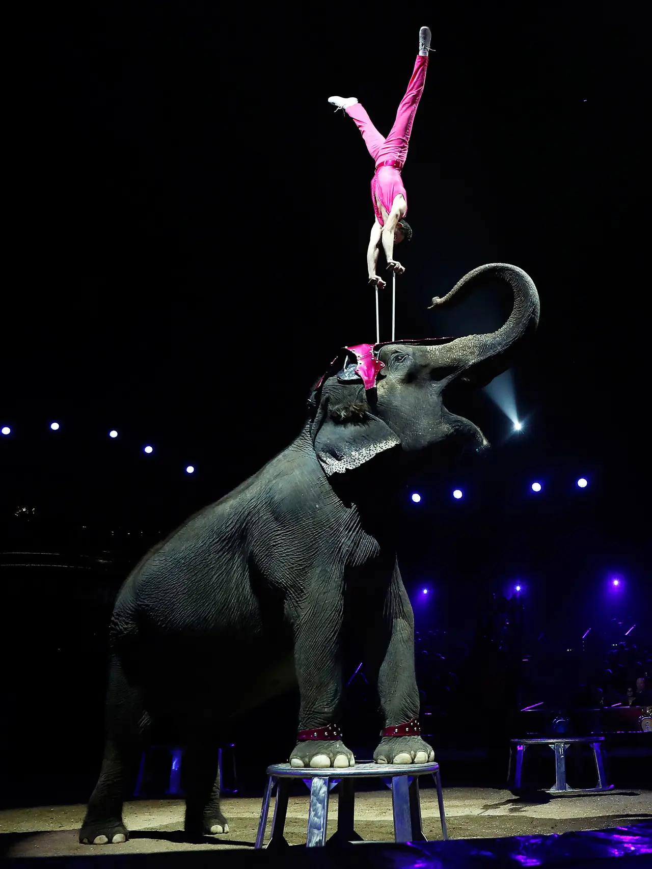 Gajah Kabur dari Sirkus dan Mengamuk di Jalan Raya, Kejadian Ketiga ...